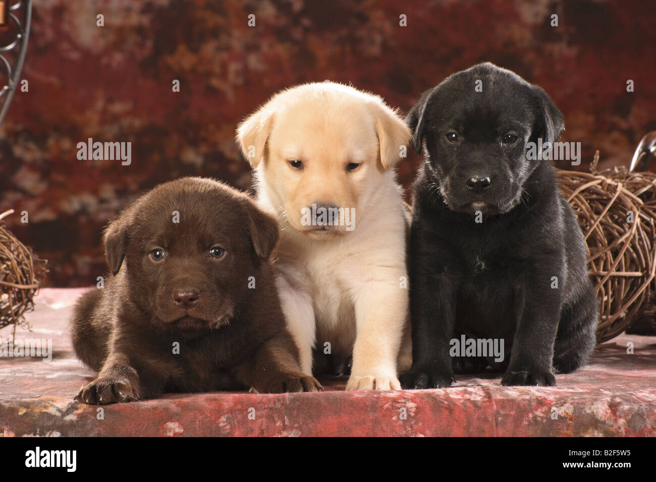 Labrador Retriever. Three different coloured puppies, black, chocolate ...