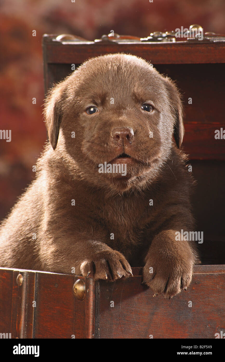 Labrador Retriever puppy in chest Stock Photo - Alamy