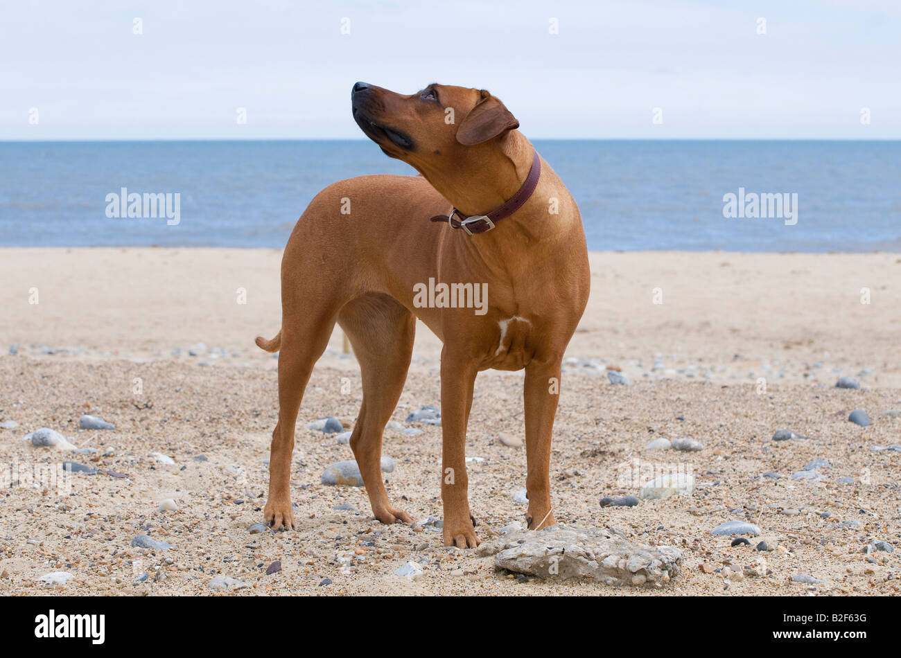 rhodesian ridgeback dog standing on beach Stock Photo - Alamy