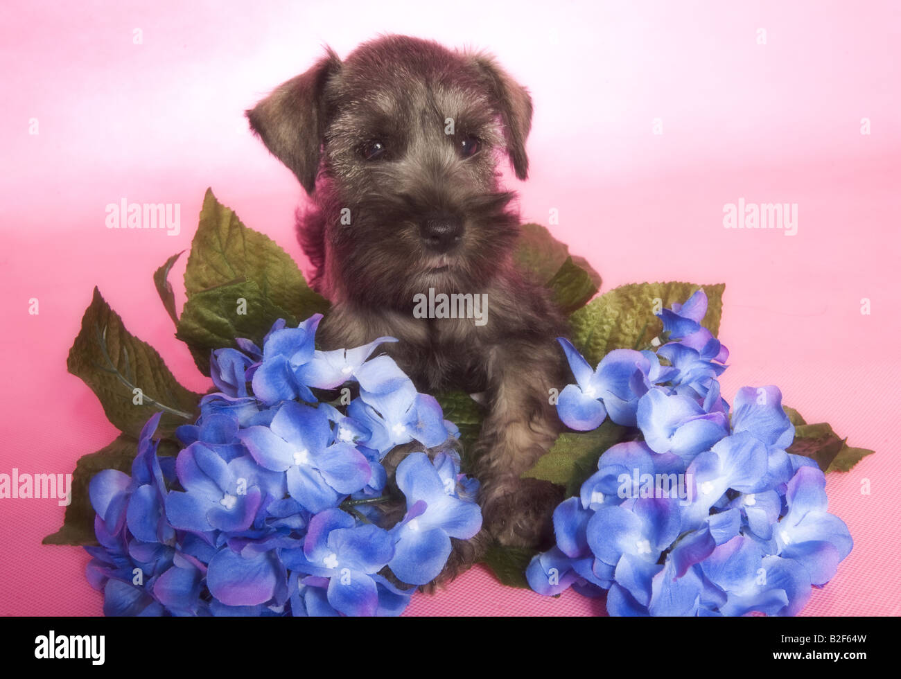 Adorable Miniature Schnauzer puppy on pink background with blue flowers ...