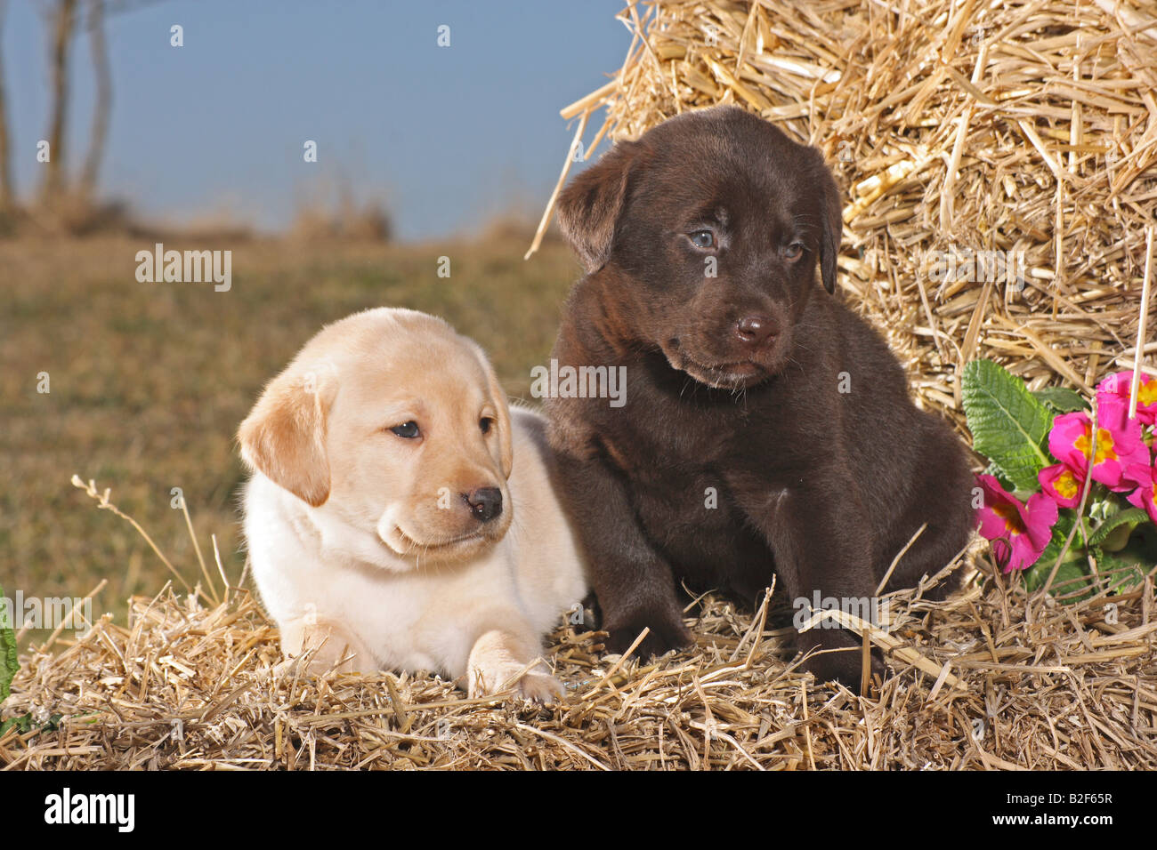 two Labrador Retriever puppies - lying on straw Stock Photo - Alamy