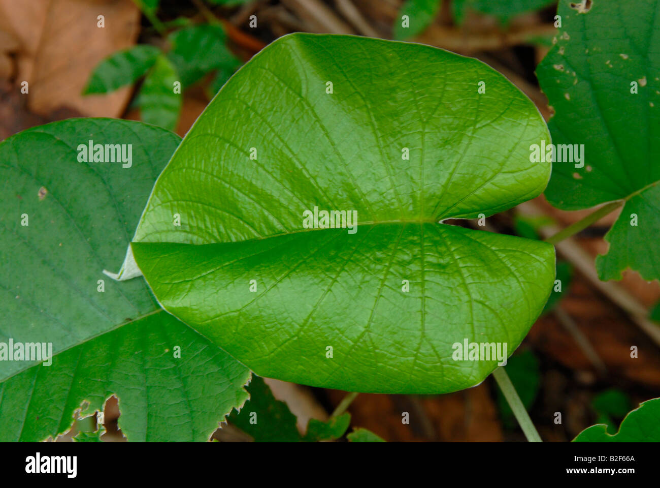 Samudra phool hi-res stock photography and images - Alamy