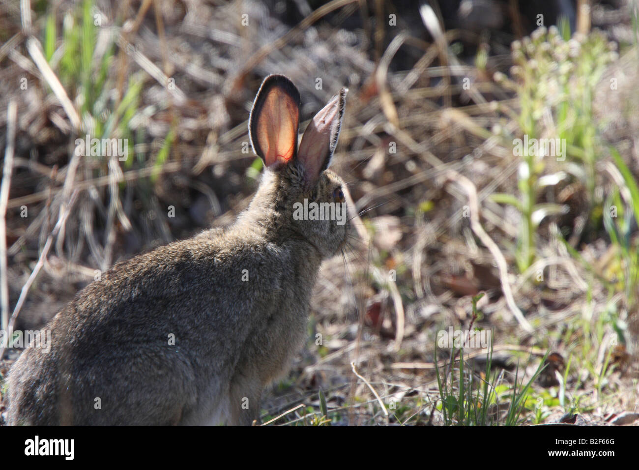 New world cottontail hi-res stock photography and images - Alamy