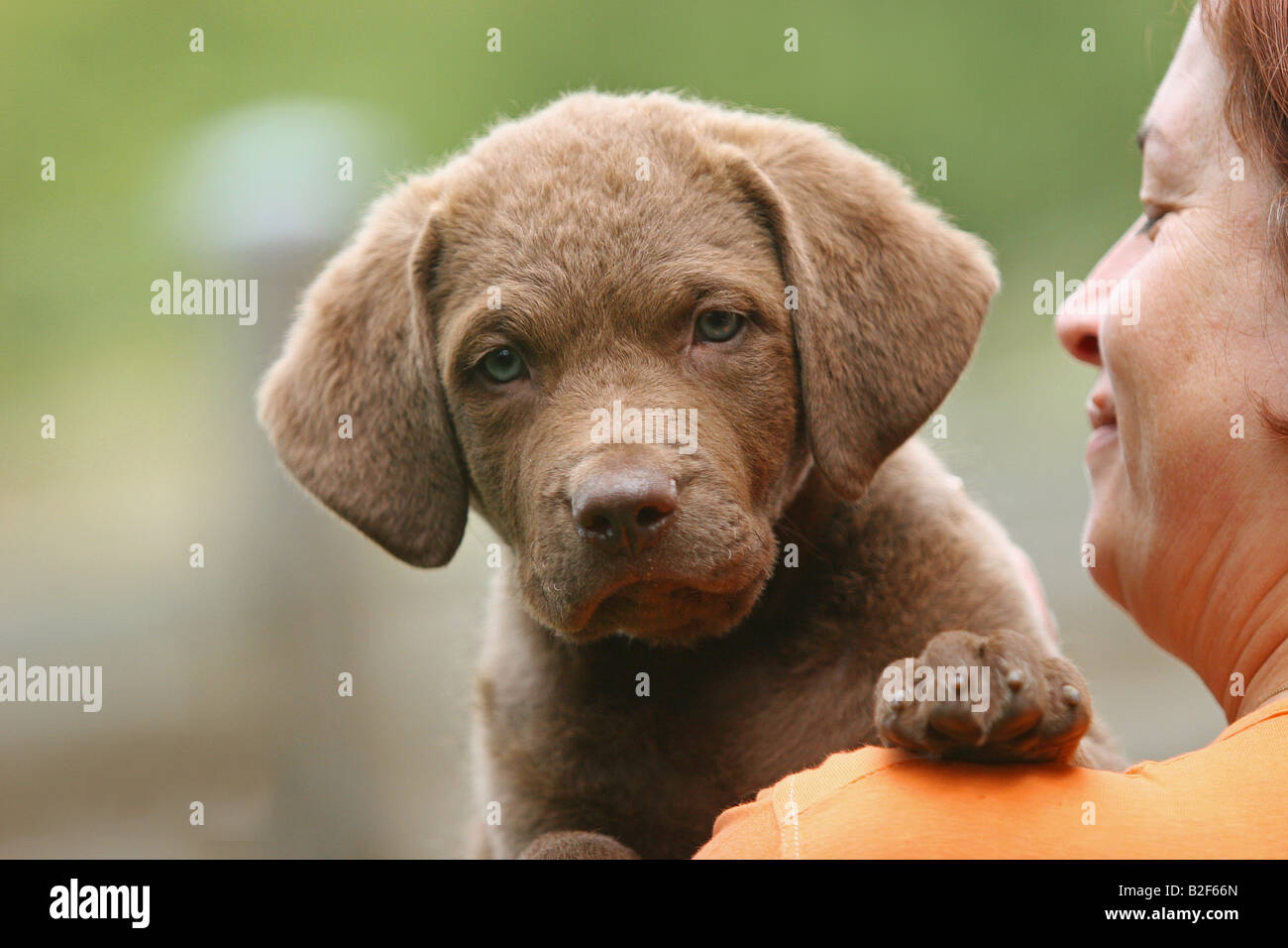 Labrador Retriever puppy - portrait Stock Photo - Alamy
