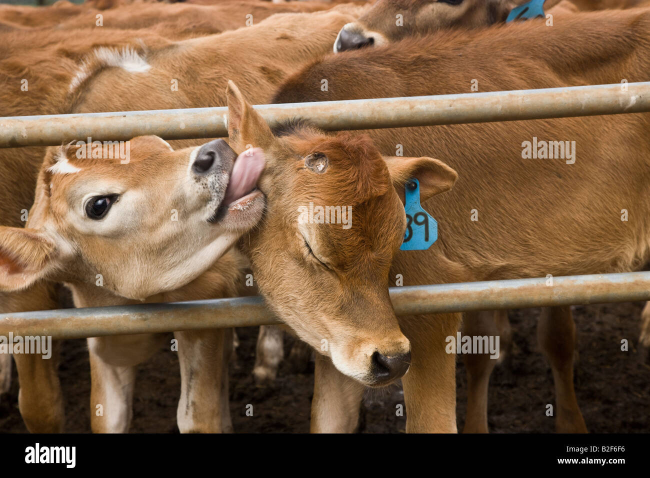 Jersey cow hi-res stock photography and images - Alamy