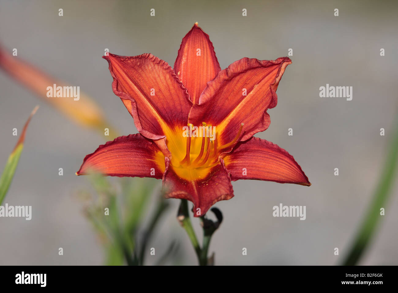 Tiger lily bloom flower Stock Photo - Alamy