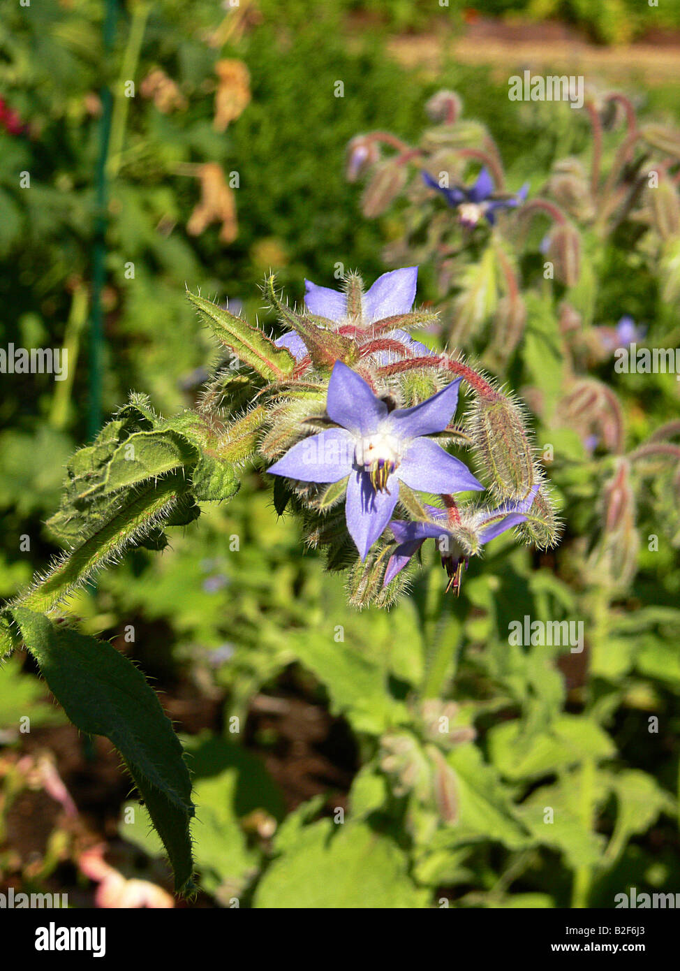Borage - blossom / Borago officinalis Stock Photo - Alamy