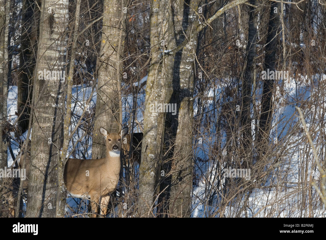 Whitetail deer whitetail deer yearling whitetail doe doe hi-res stock ...