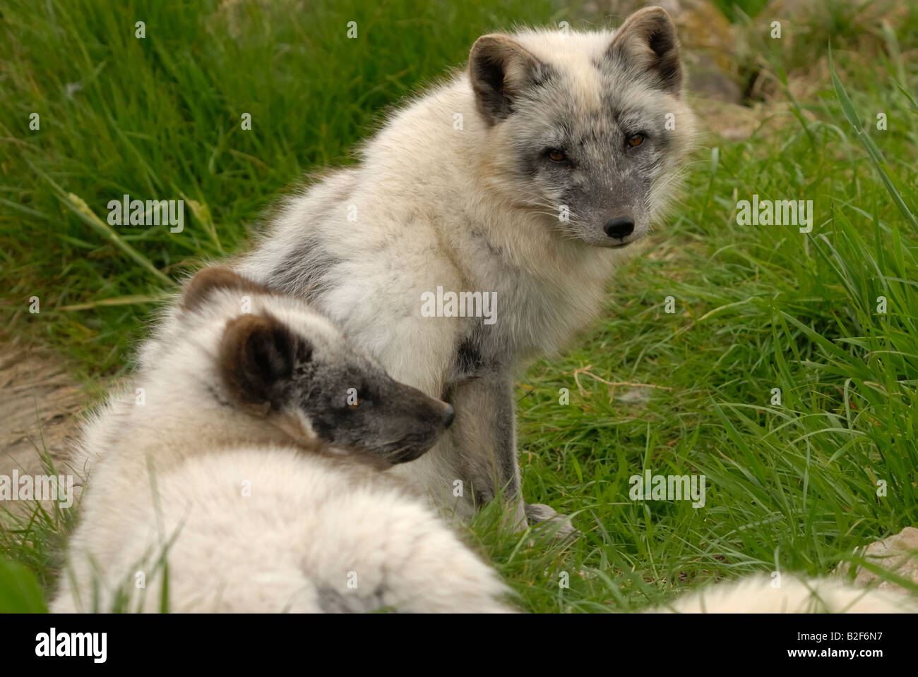 Arctic biodiversity hi-res stock photography and images - Alamy
