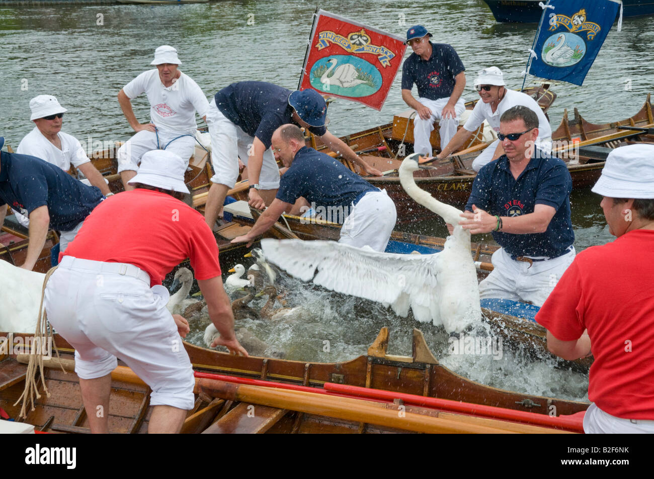 The uppers grab the swans by the neck and lift them out of the water.At ...