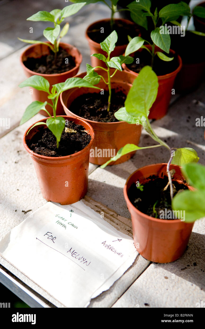 seedlings in small plant pots Stock Photo - Alamy