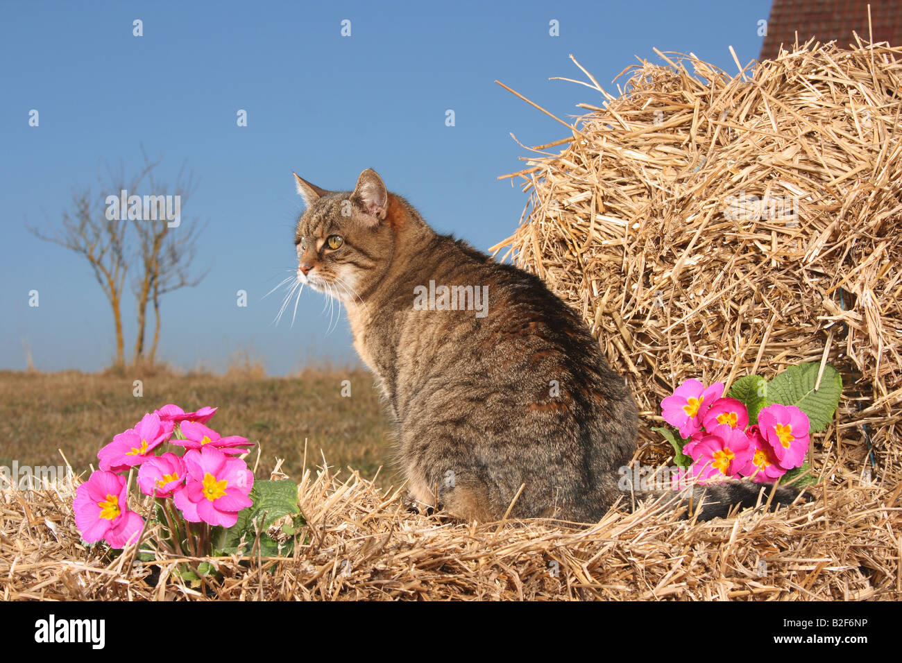 tabby cat - sitting on bale of straw Stock Photo - Alamy