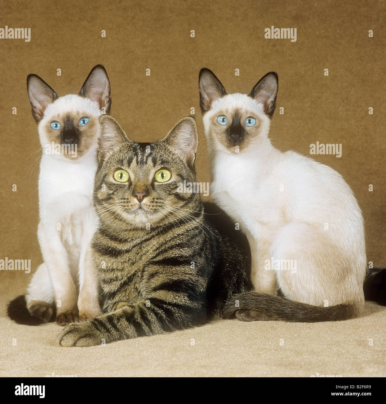 domestic cat with two siamese cats Stock Photo - Alamy
