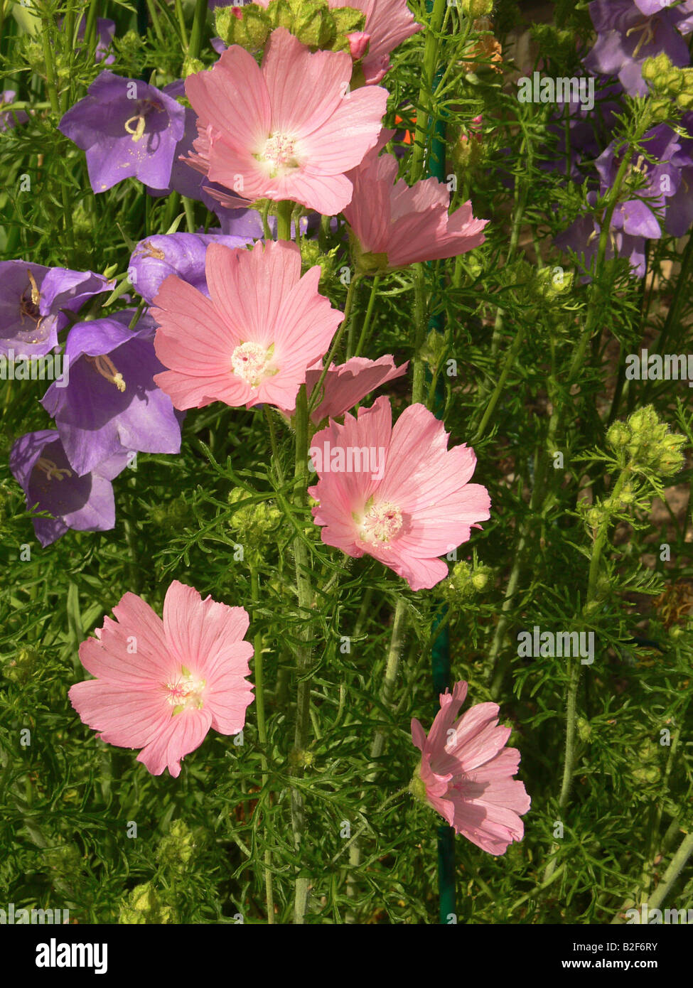 Rosa moschata hi-res stock photography and images - Alamy