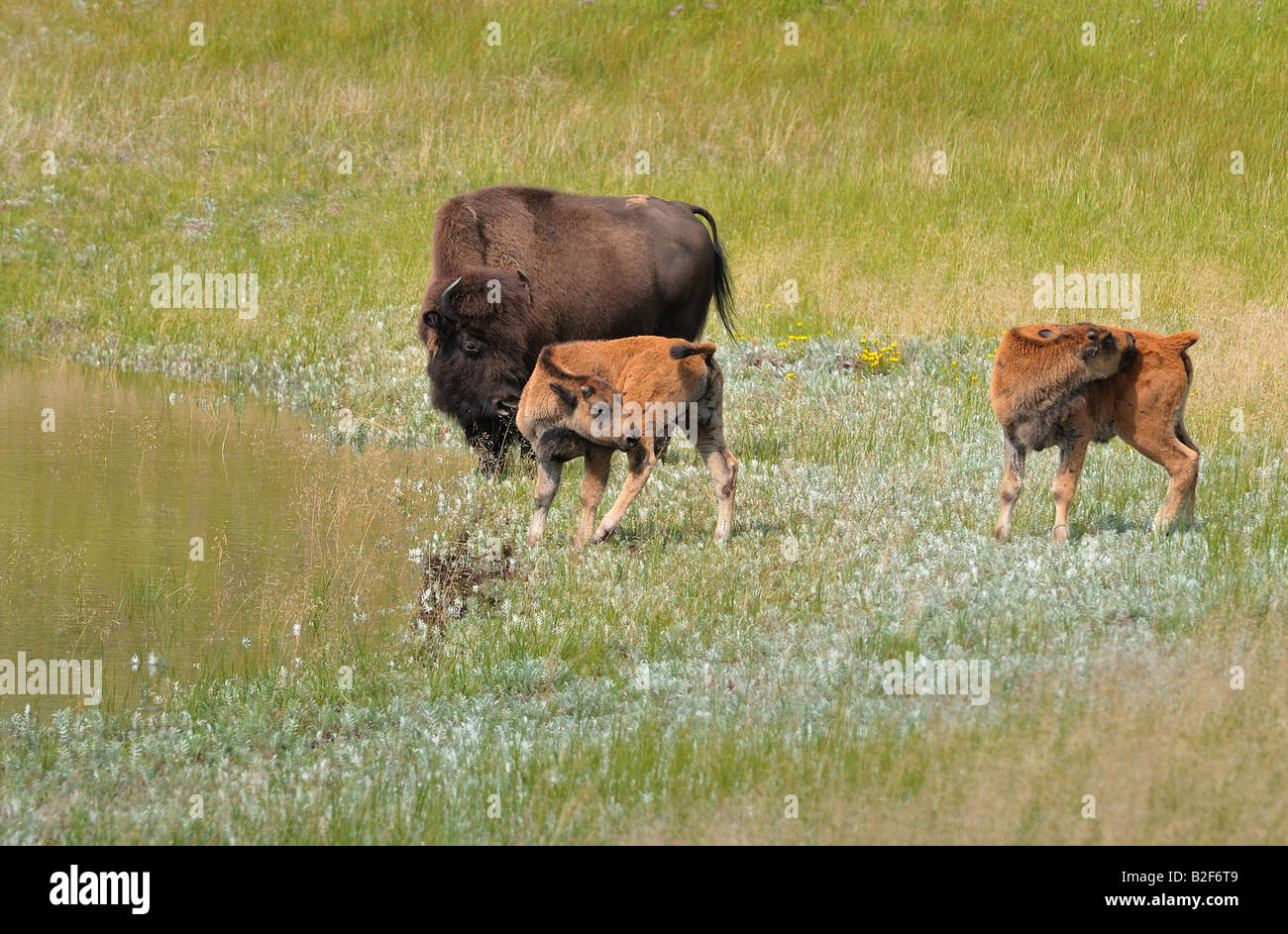 A mother bison with twin calves Stock Photo - Alamy