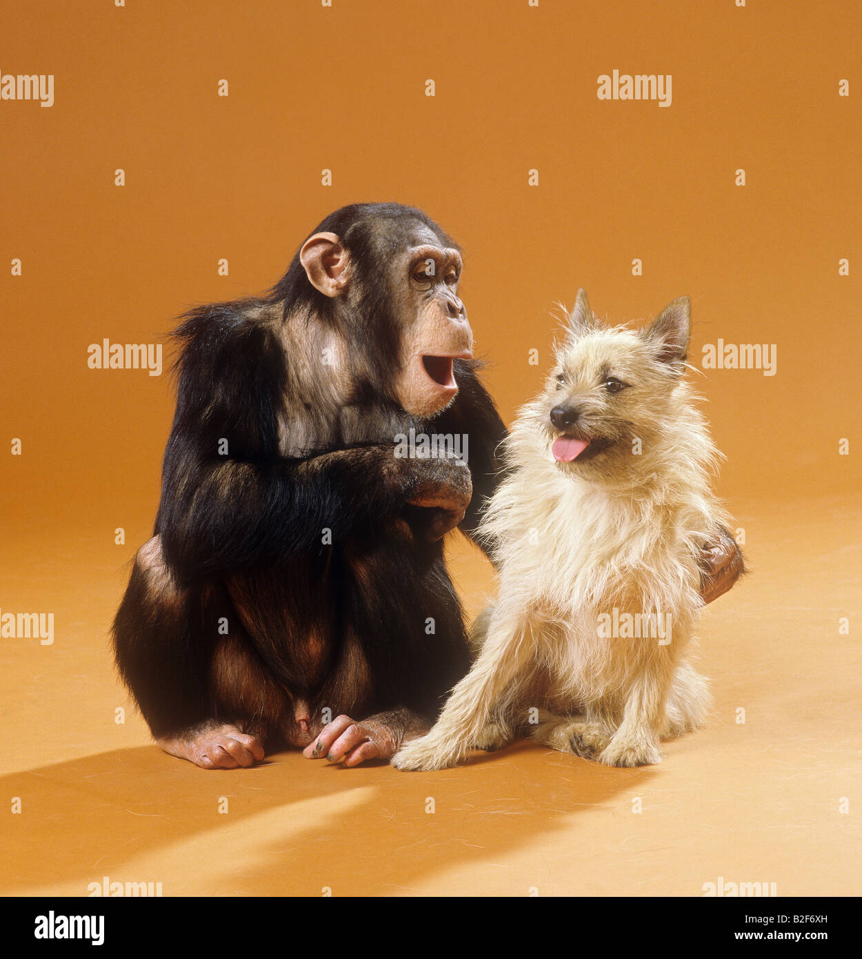 Animal friendship: chimpanzee and mixed-breed dog Stock Photo - Alamy