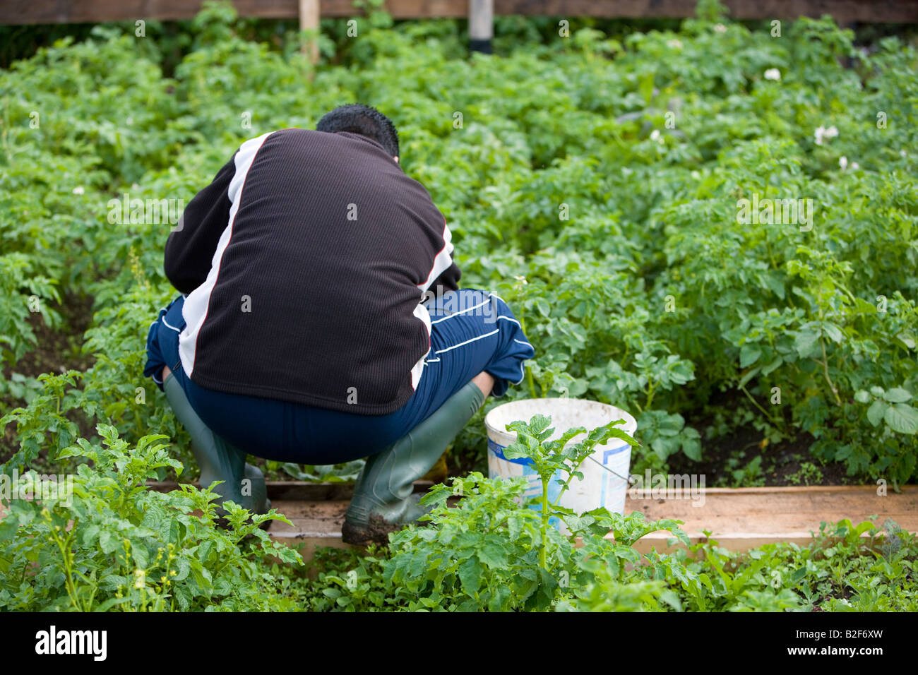 Pakistani man working on his London allotment Stock Photo - Alamy