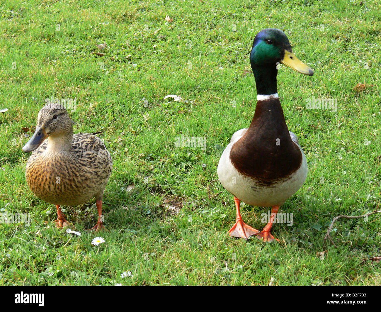 Male canard standing hi-res stock photography and images - Alamy