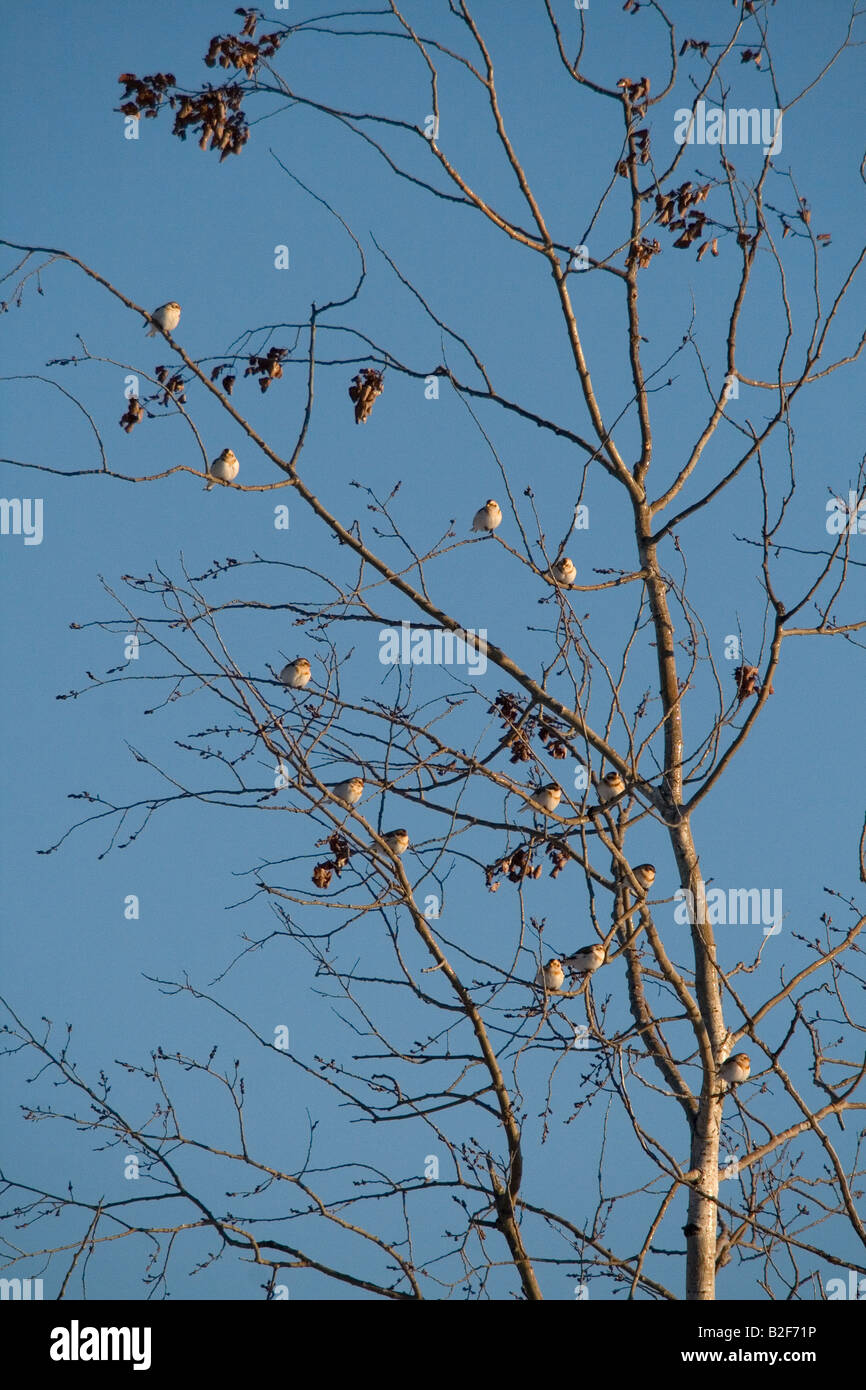 Snow bunting in winter Stock Photo - Alamy