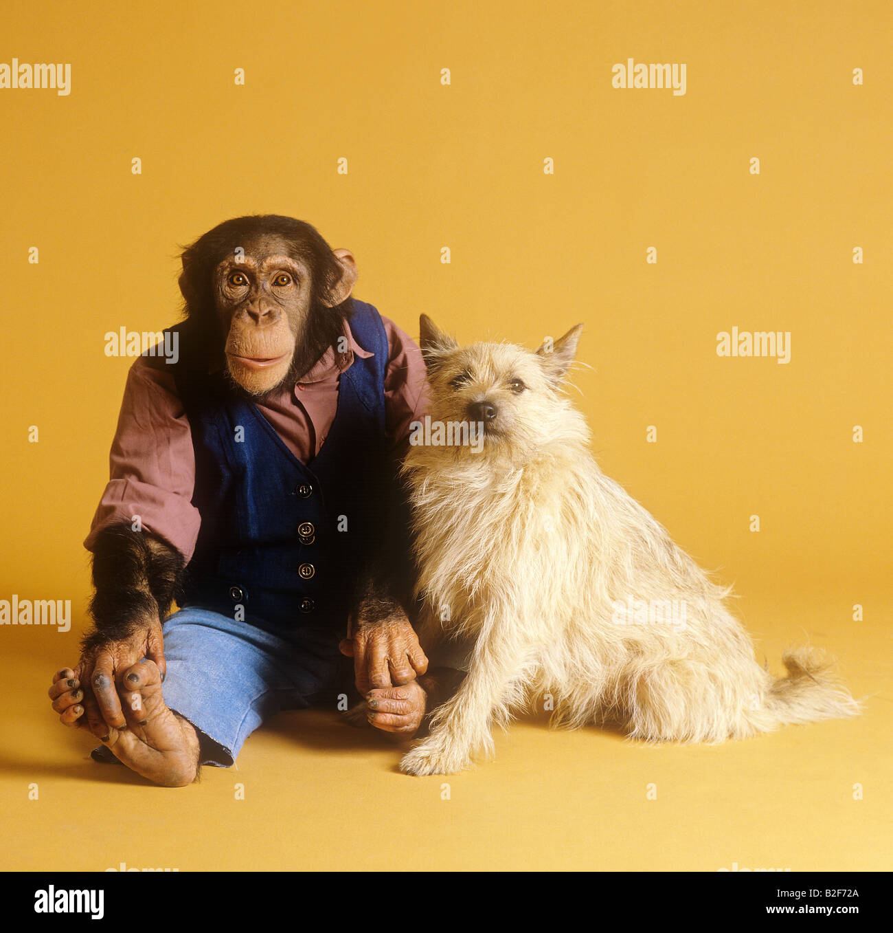 Chimpanzee pet hi-res stock photography and images - Alamy