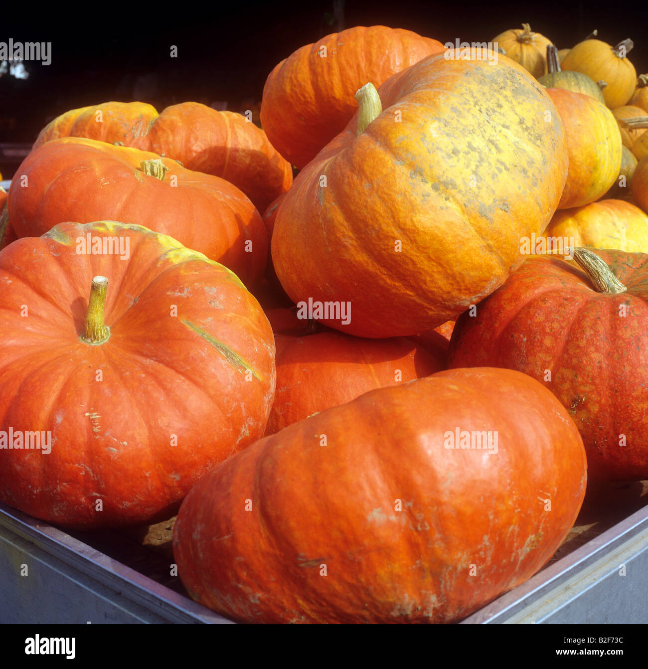 Buttercup squashes / Cucurbita maxima Stock Photo - Alamy