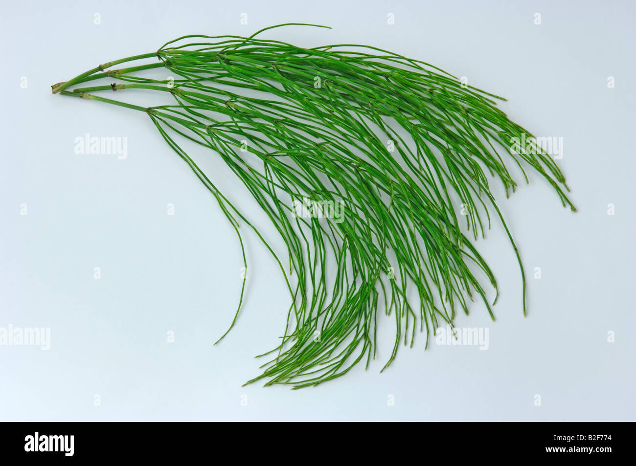 Common Horsetail (Equisetum arvense), stem, studio picture Stock Photo ...
