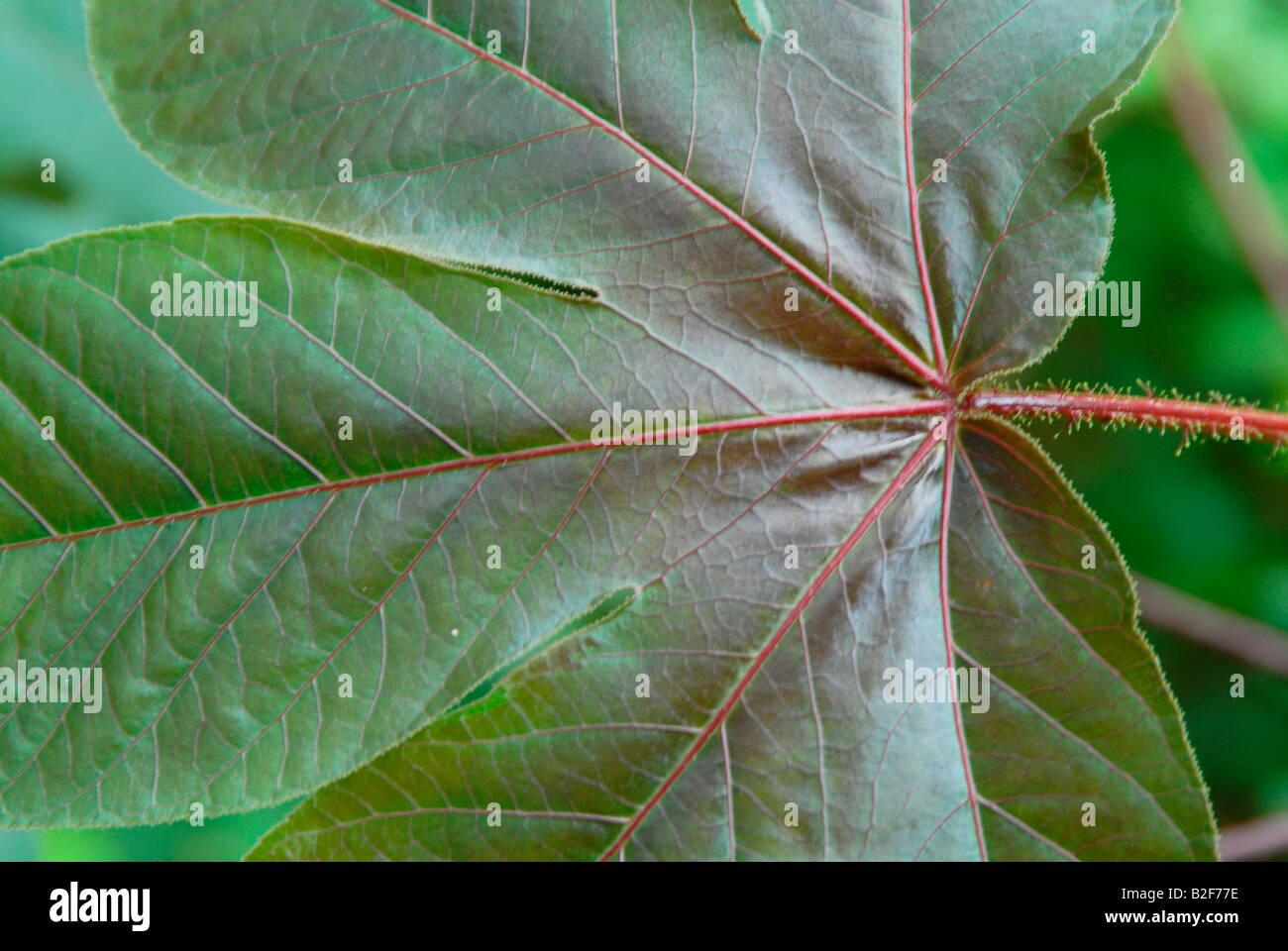 Plant jatropha hi-res stock photography and images - Alamy