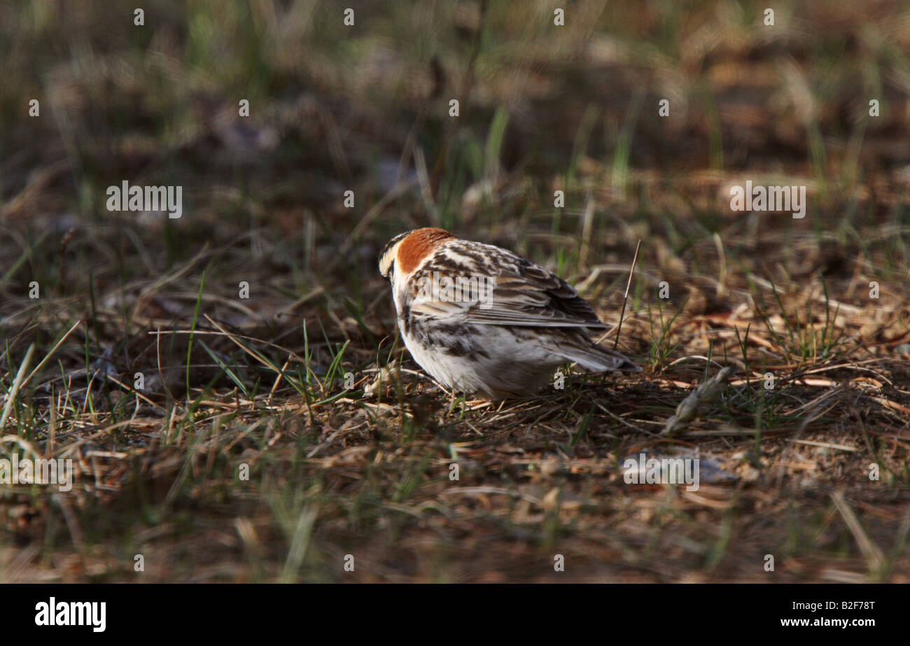 Lapland Longspur on ground Stock Photo - Alamy