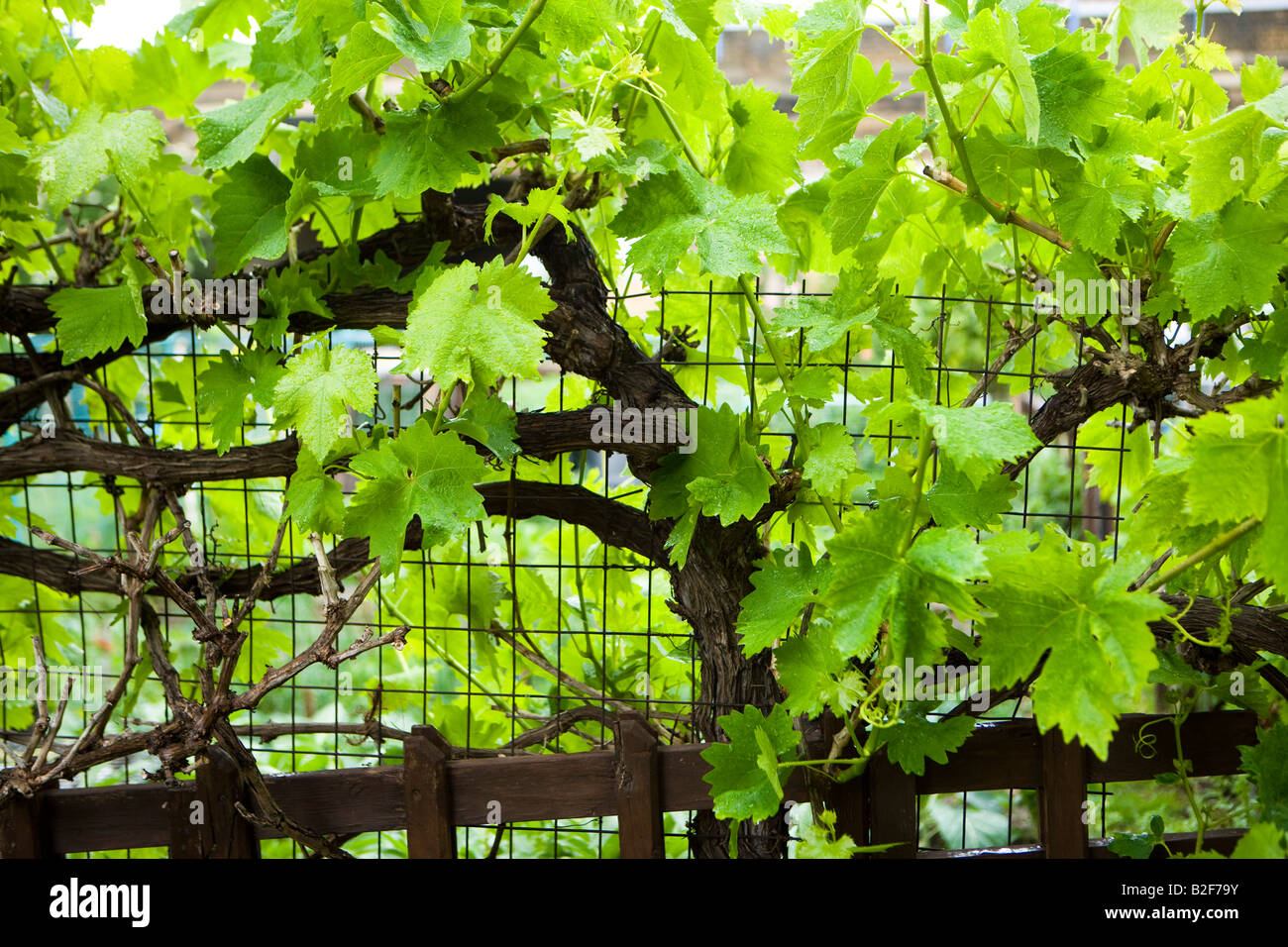 Grapevine growing outdoors on a London allotment Stock Photo - Alamy