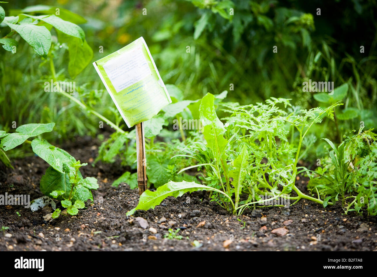 Seed packet used a marker Stock Photo - Alamy