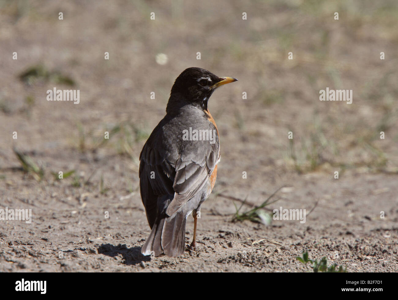 American Robin on ground Stock Photo - Alamy