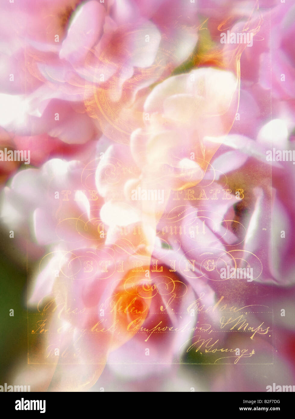 Soft Focus Pink Roses Arrangement Floral still life Stock Photo - Alamy