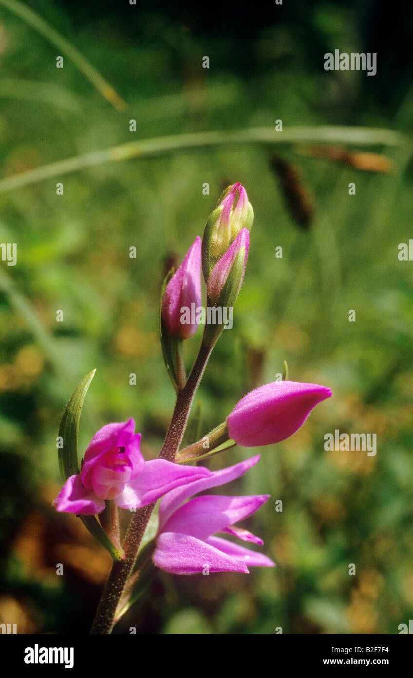 red helleborine / Cephalanthera rubra Stock Photo - Alamy
