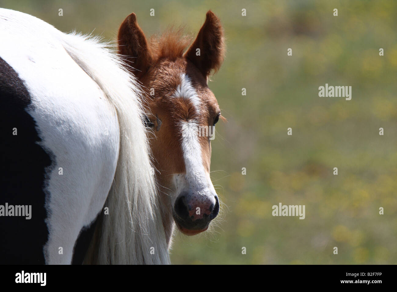 Foal hiding behind mare hi-res stock photography and images - Alamy