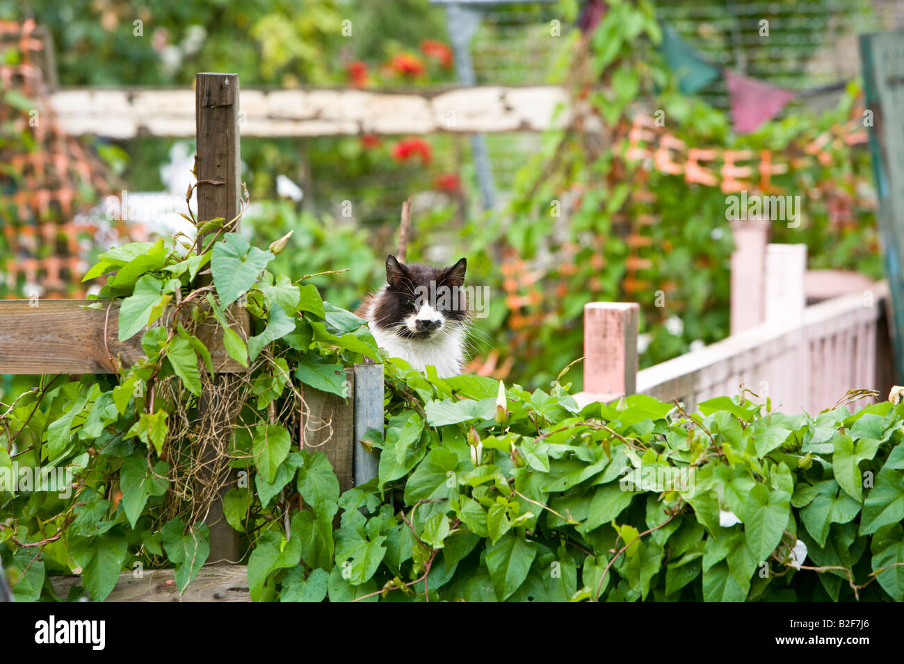 old tom cat on an inner city allotment Stock Photo - Alamy