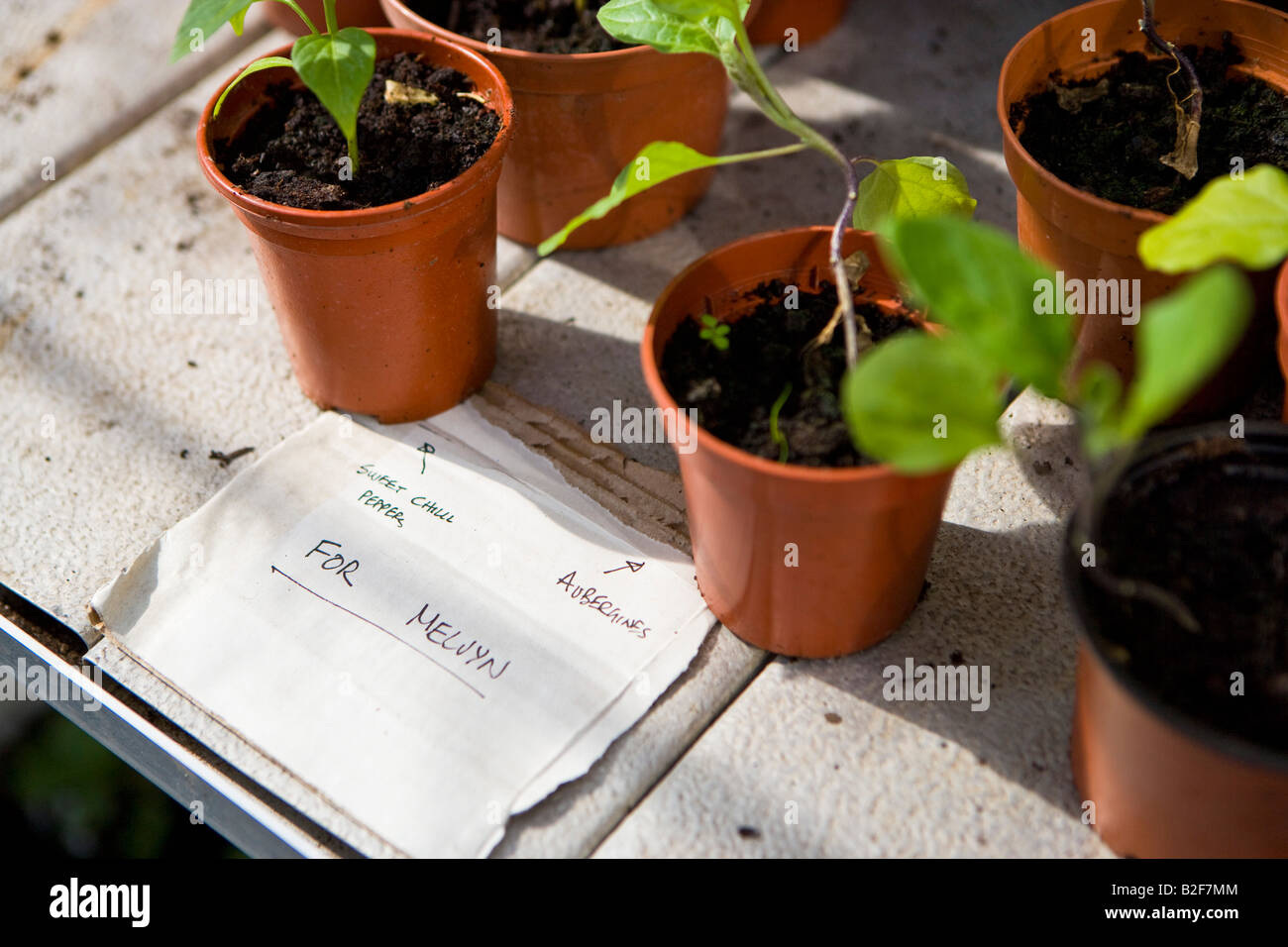 seedlings in small plant pots with note to new owner Stock Photo - Alamy