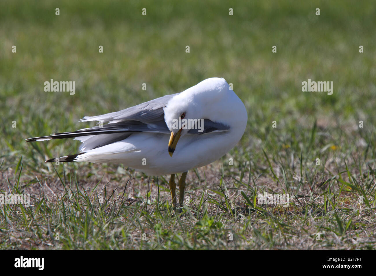 Ring billed Gull preening itself Stock Photo - Alamy