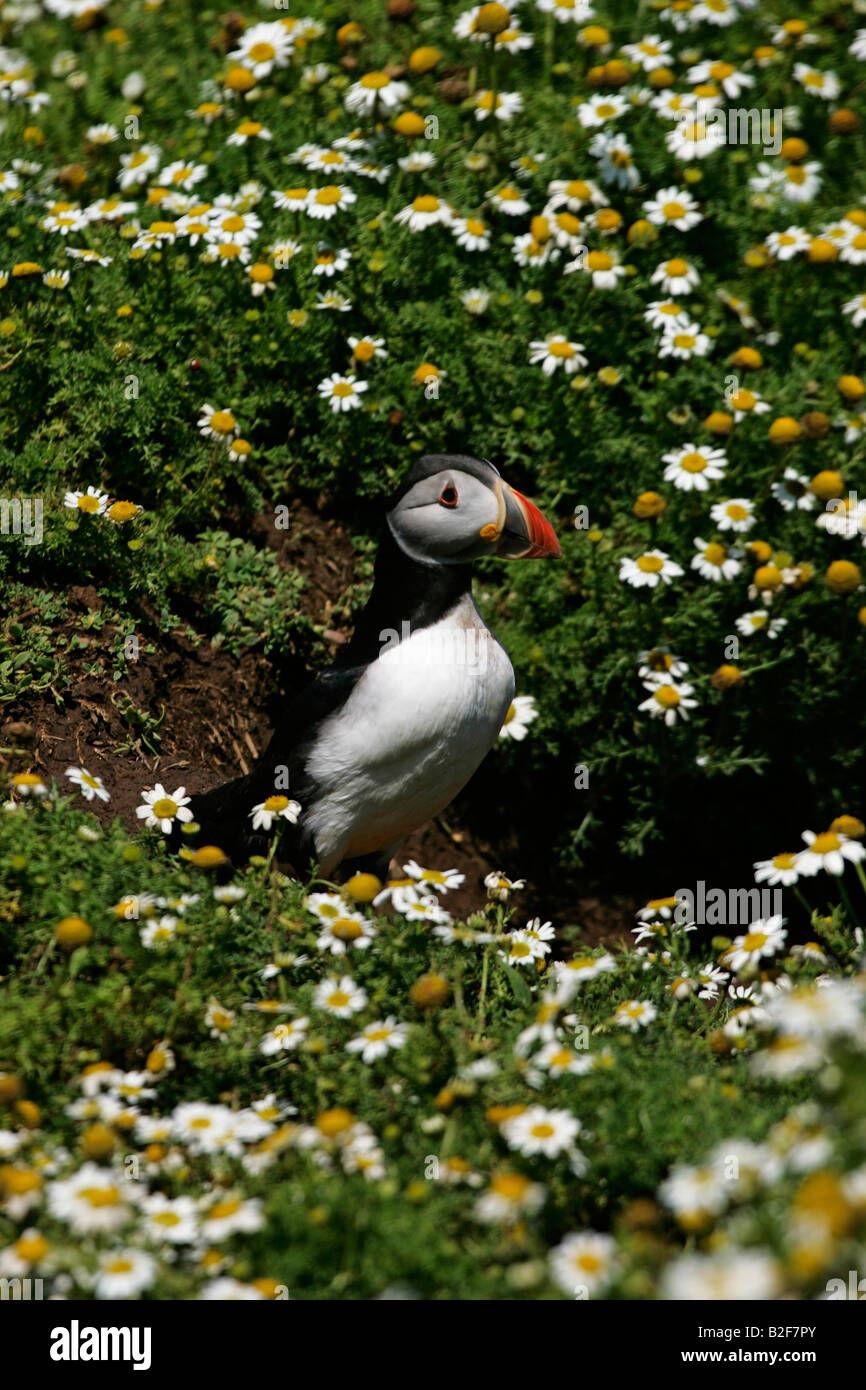 Beautiful puffin with rainbow beak near burrow entrance amongst wild ...