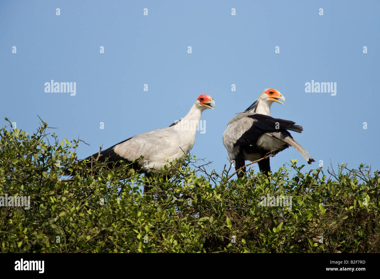 Secretary Bird (Sagittarius serpentarius Stock Photo - Alamy