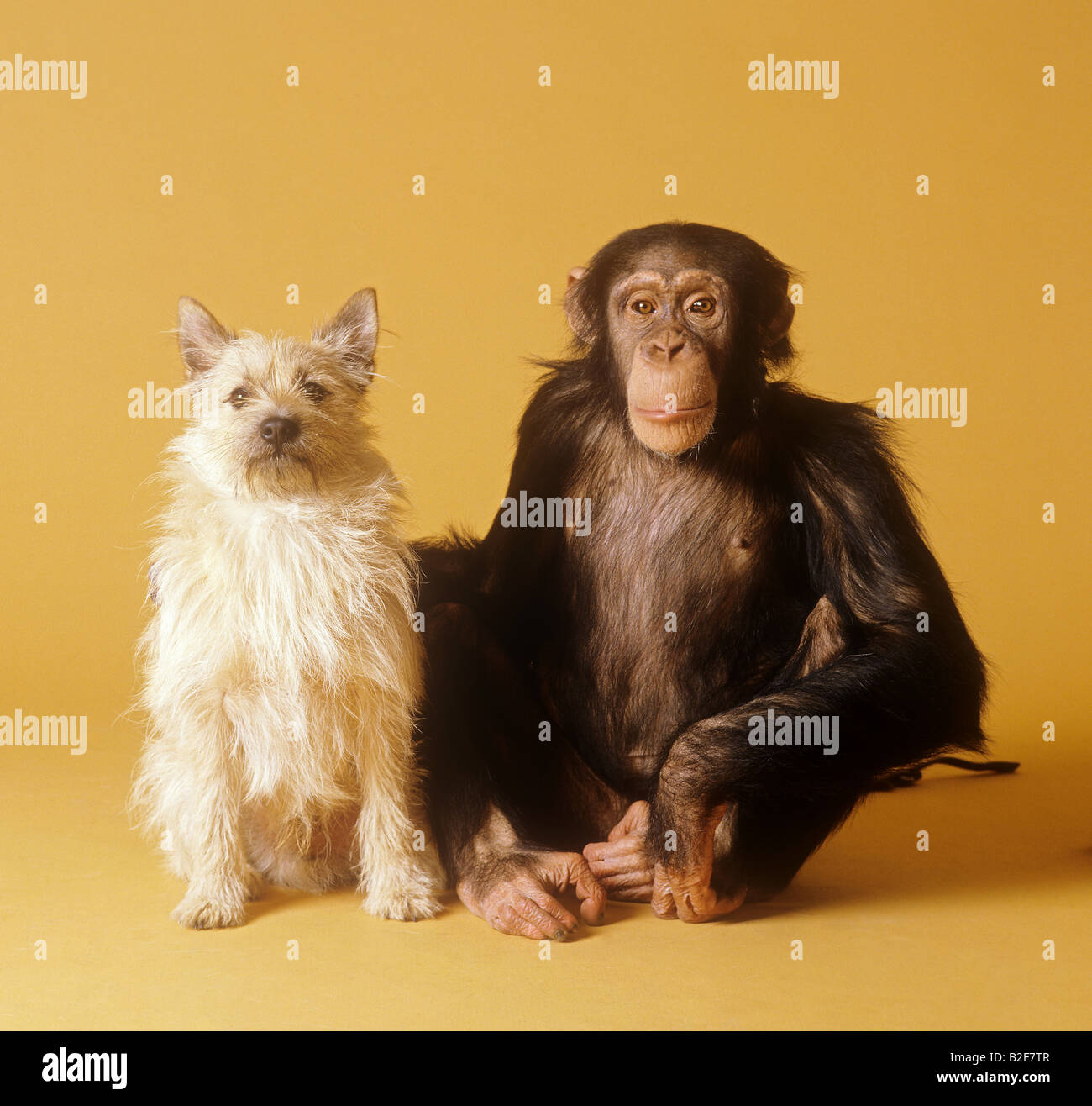 Chimp Hybrid Animal Friendship: Chimpanzee And Hybrid Dog Stock Photo