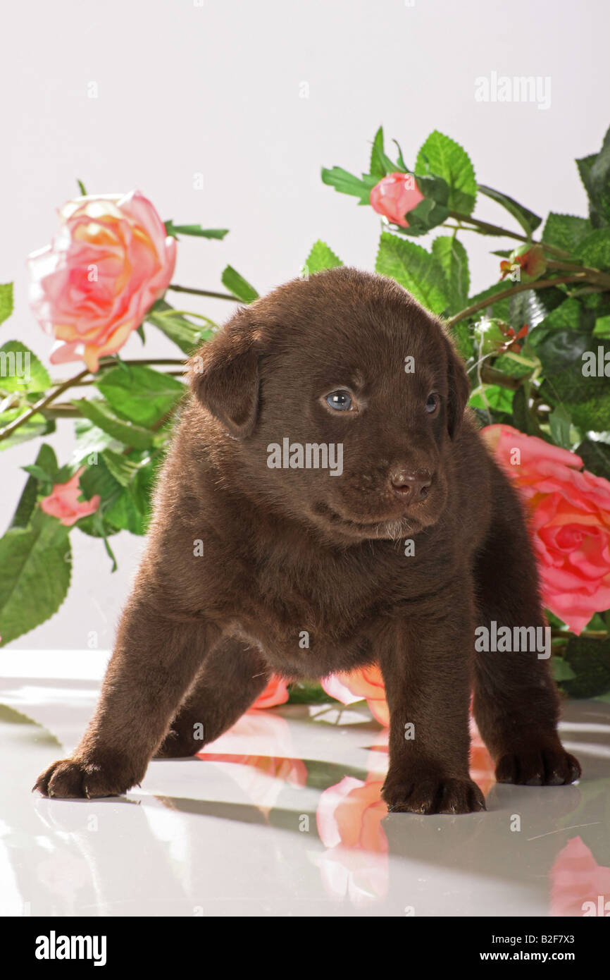 Labrador puppy rose flower hi-res stock photography and images - Alamy
