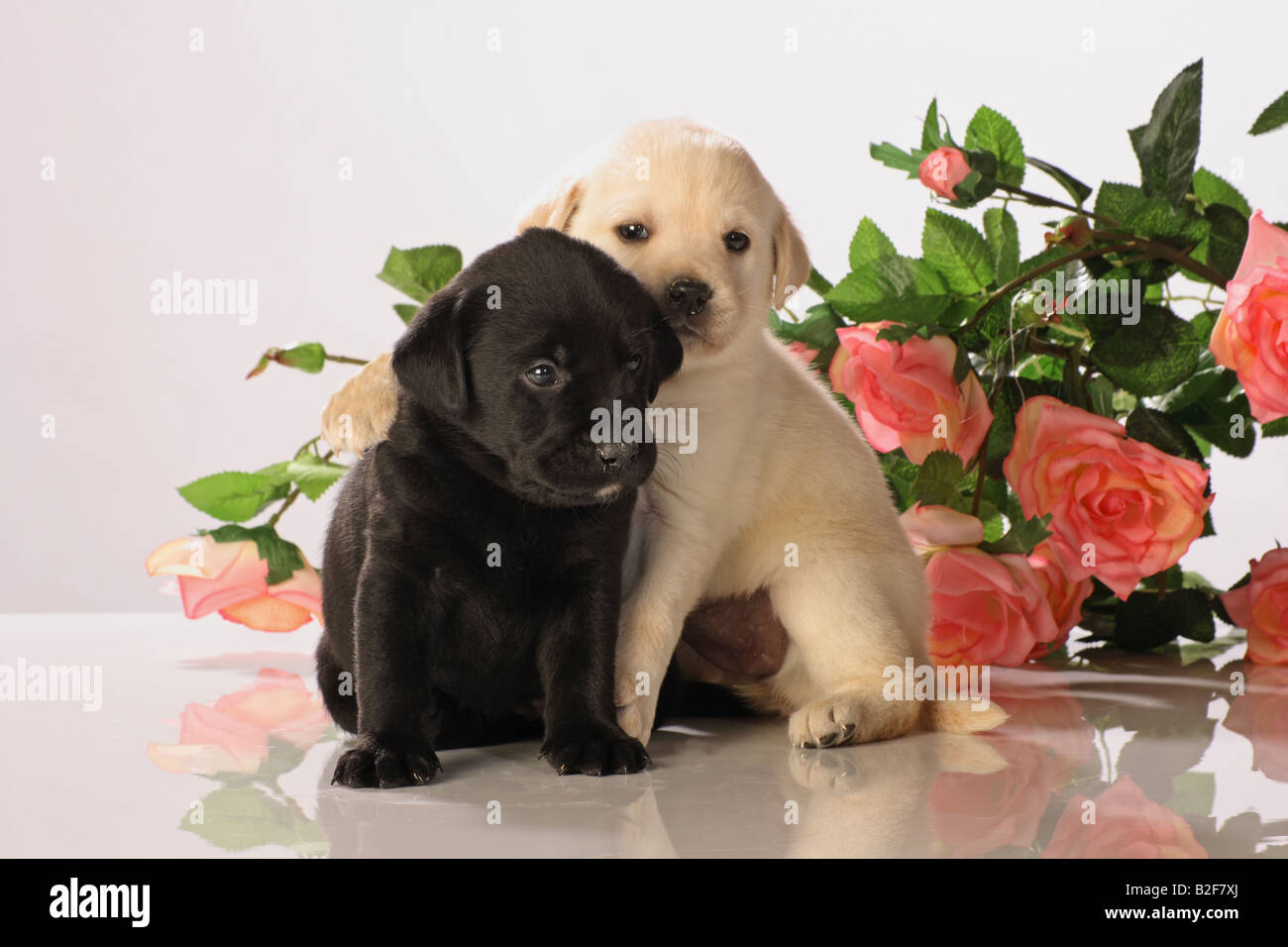 two Labrador Retriever puppies - sitting Stock Photo - Alamy