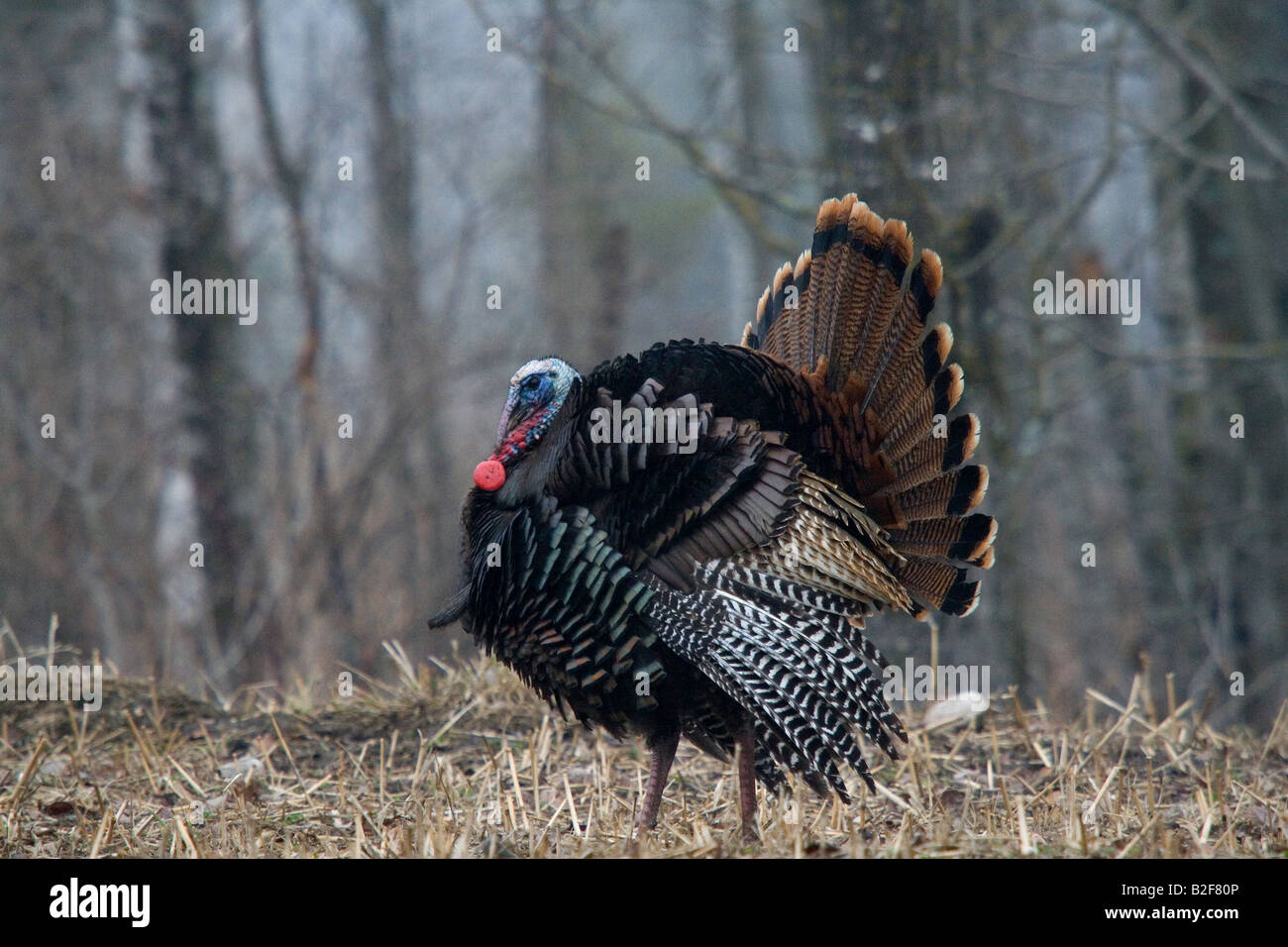 Jake Eastern Wild Turkey In High Resolution Stock Photography and ...