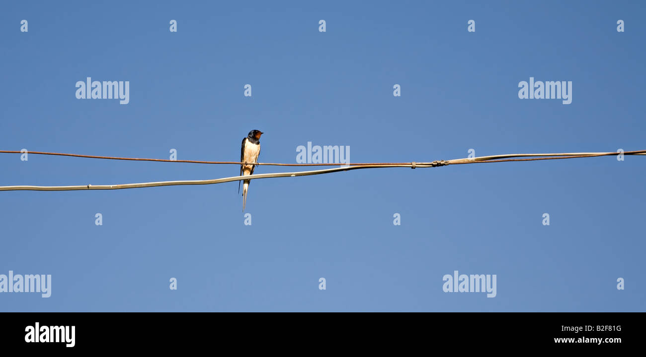 Barn Swallow High Resolution Stock Photography and Images - Alamy
