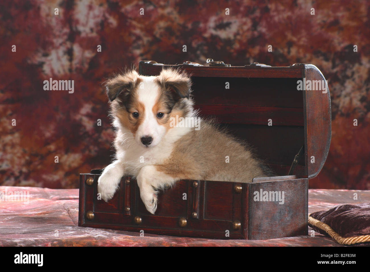 Sheltie - puppy sitting in chest Stock Photo - Alamy