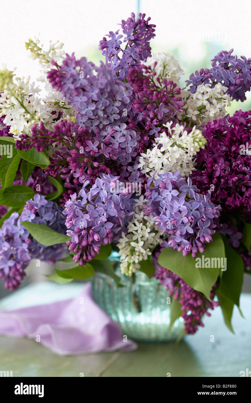 Mixed Lilac in Vase Stock Photo - Alamy