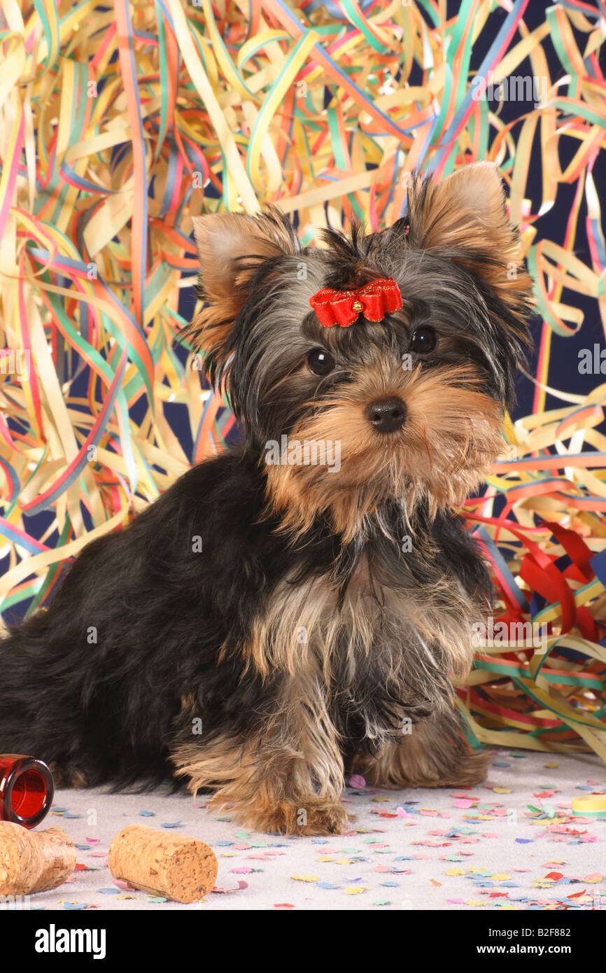 Yorkshire Terrier puppy - between paper streamers Stock Photo - Alamy