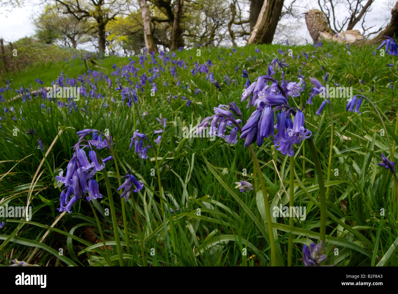 Bluebells blooms hi-res stock photography and images - Alamy