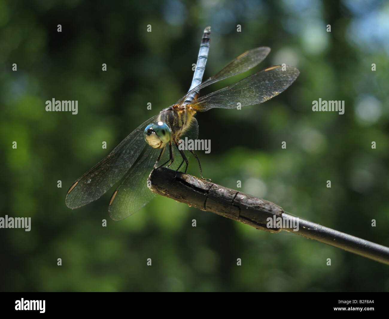 Car antenna hi-res stock photography and images - Alamy