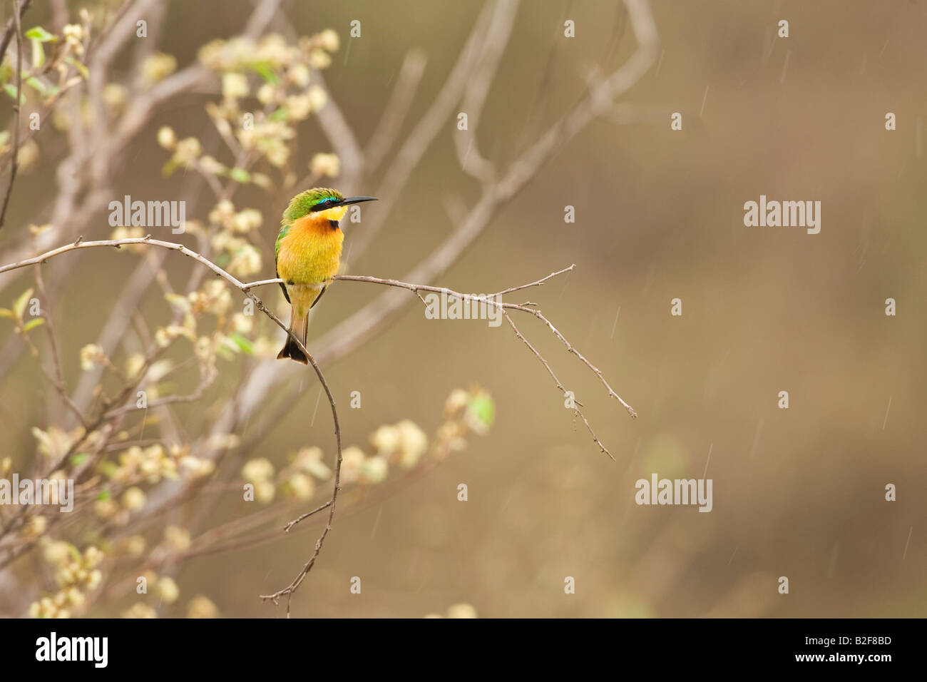 Little Bee eater Merops pusillus East African Race Stock Photo - Alamy